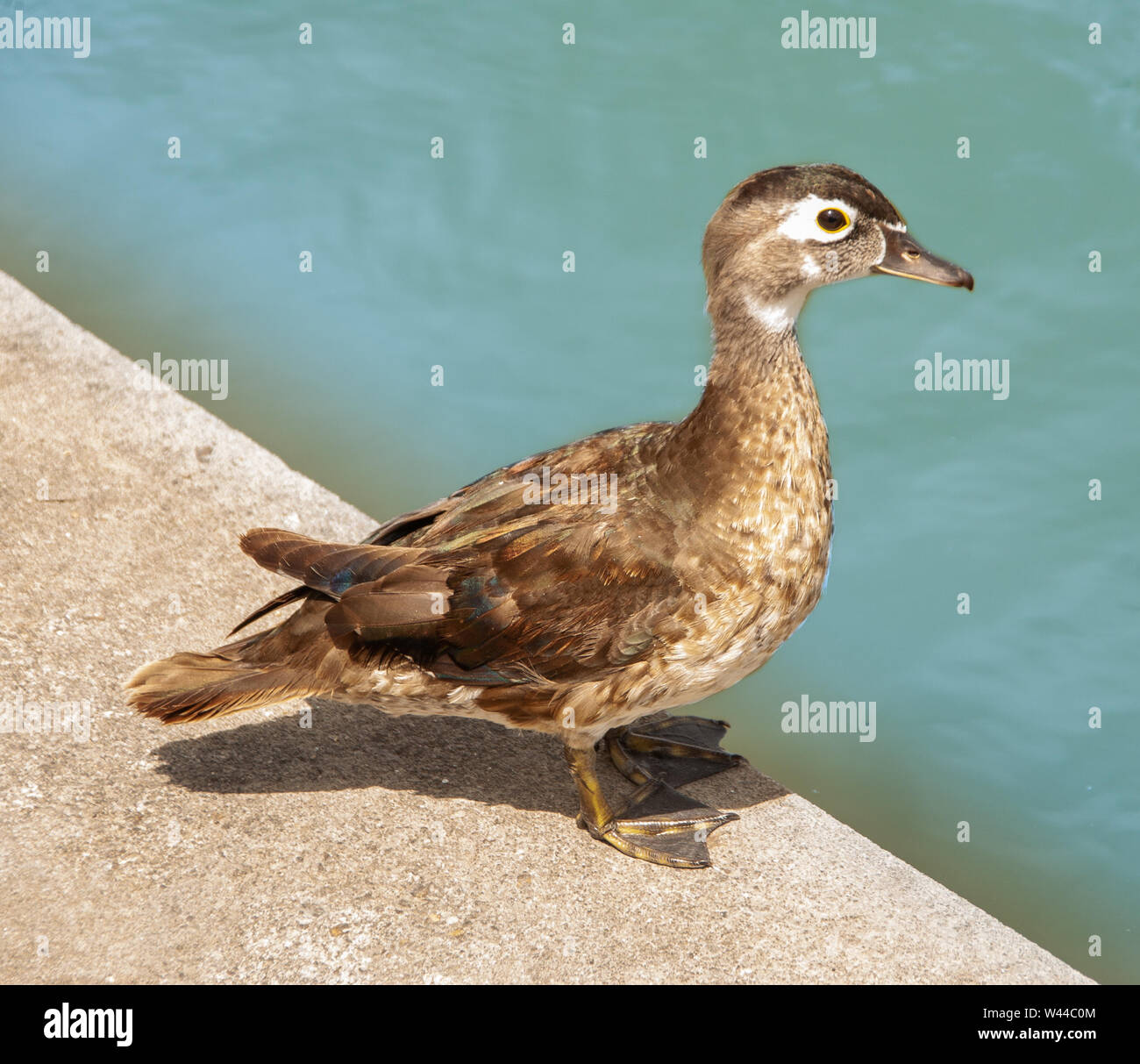 Duck profile photo hi-res stock photography and images - Alamy