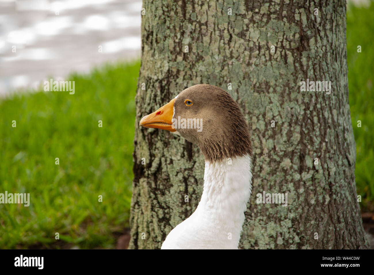 Up close with nature hi-res stock photography and images - Alamy
