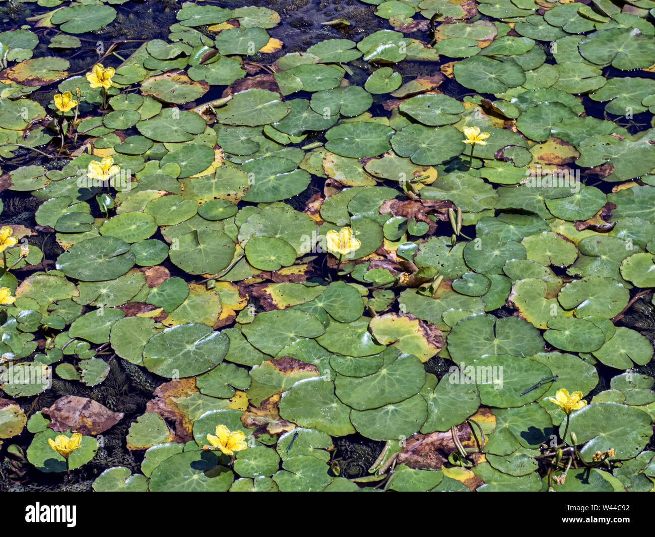 Pad nature lilypad hi-res stock photography and images - Alamy