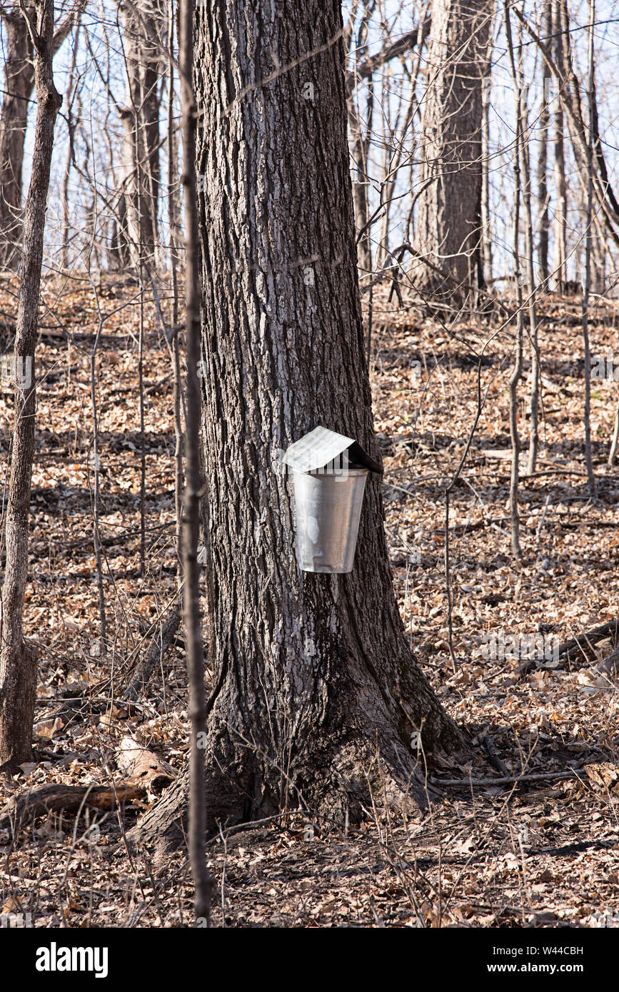Maple Tree Syrup Bucket High Resolution Stock Photography and Images ...