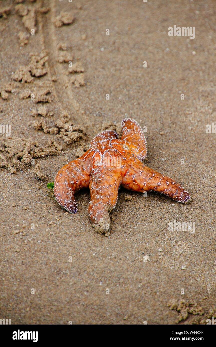 Closeup of a seastar on the beach shot vertically Stock Photo - Alamy