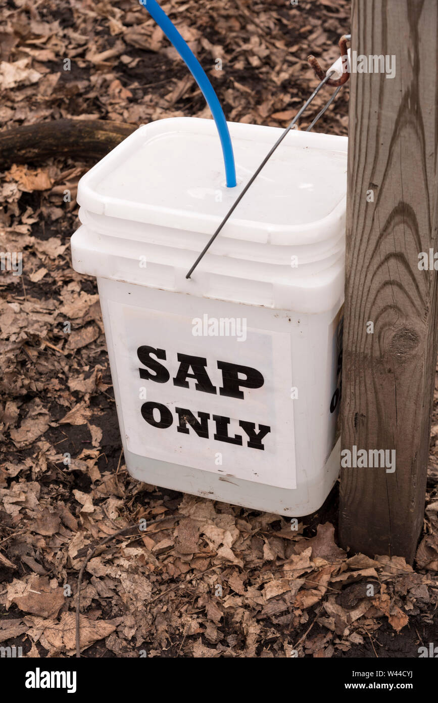 Maple tree syrup tube hi-res stock photography and images - Alamy