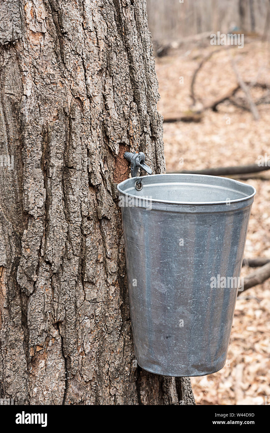 Tapping maple trees for maple syrup hi-res stock photography and images ...