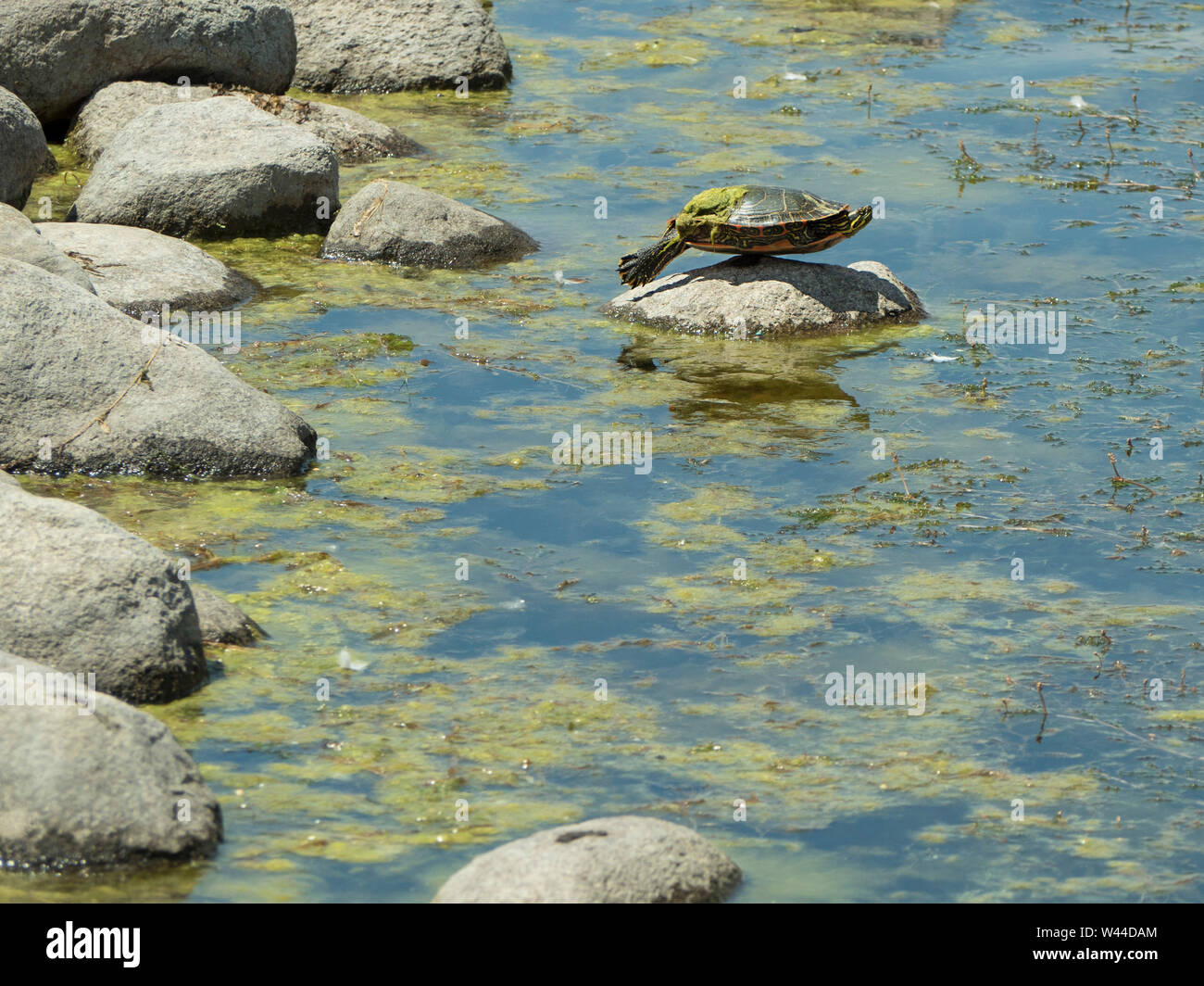 Algae coated hi-res stock photography and images - Alamy