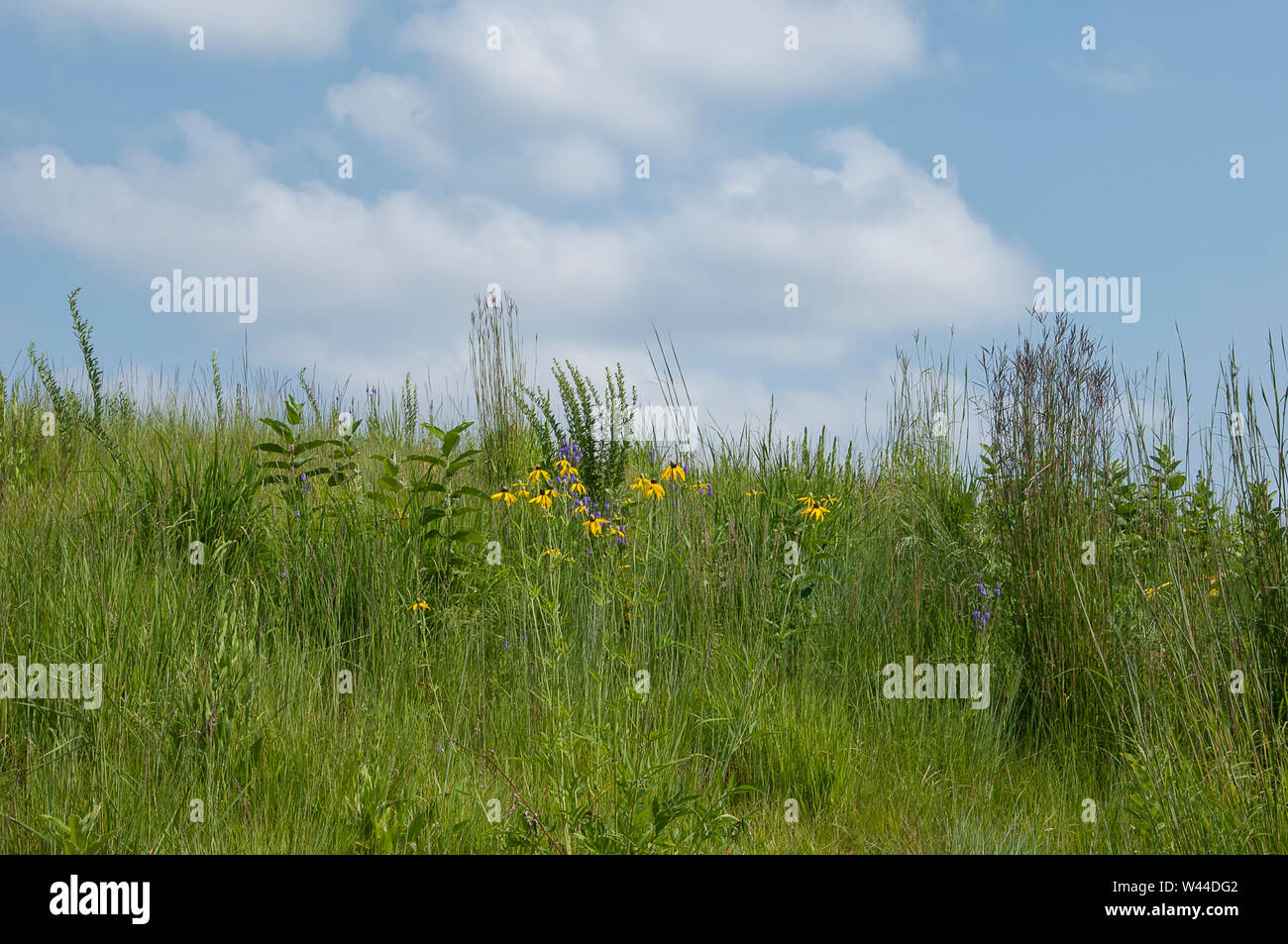 Meadow Fescue Grass High Resolution Stock Photography and Images - Alamy