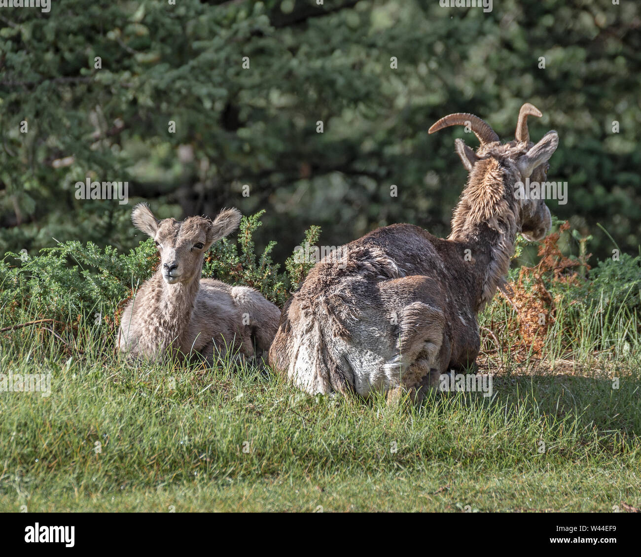 Lamb and Ewe Bighorn Sheep in Banff National Park, Alberta, Canada ...