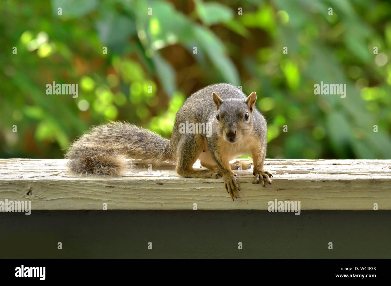 Types of squirrels hi-res stock photography and images - Alamy