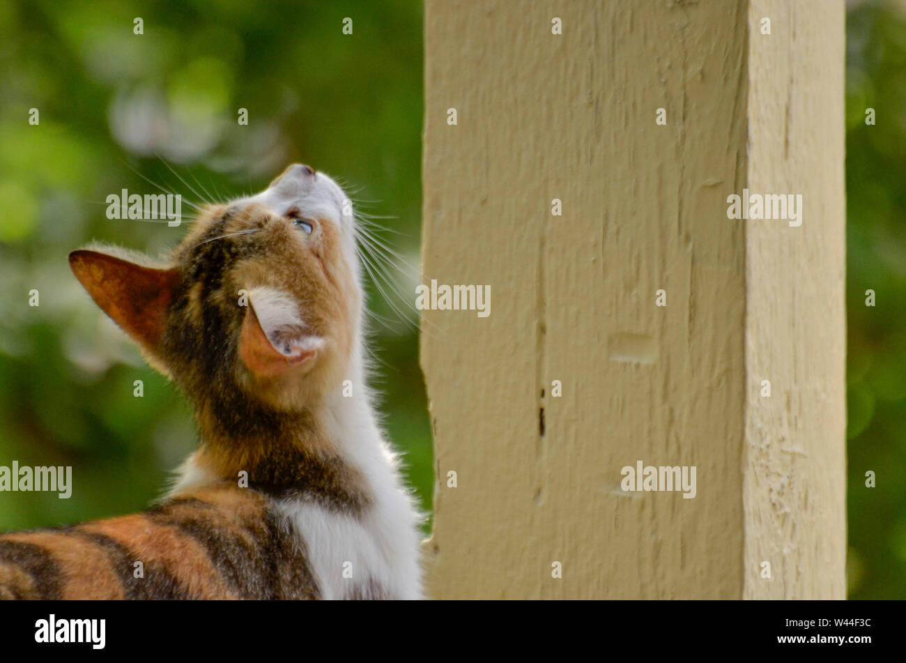 Calico definition hi-res stock photography and images - Alamy