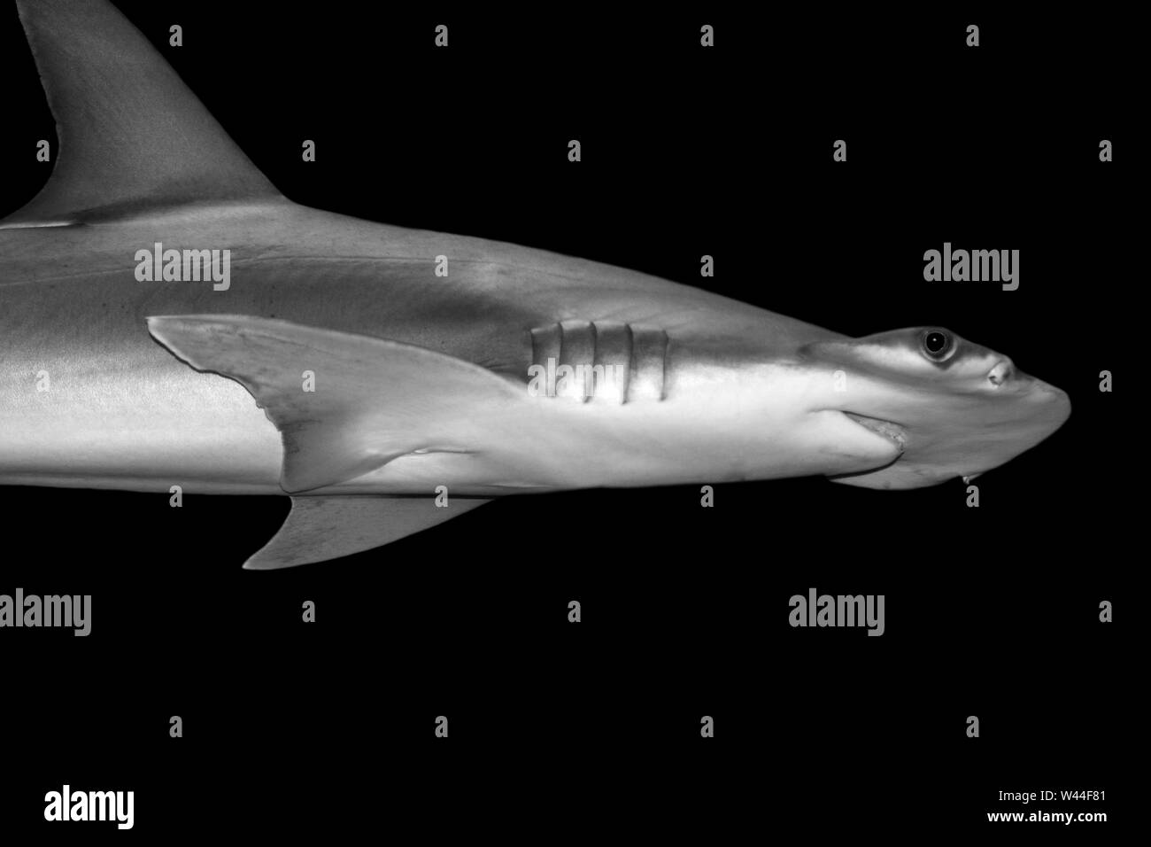 Shark Portrait High Resolution Stock Photography and Images - Alamy