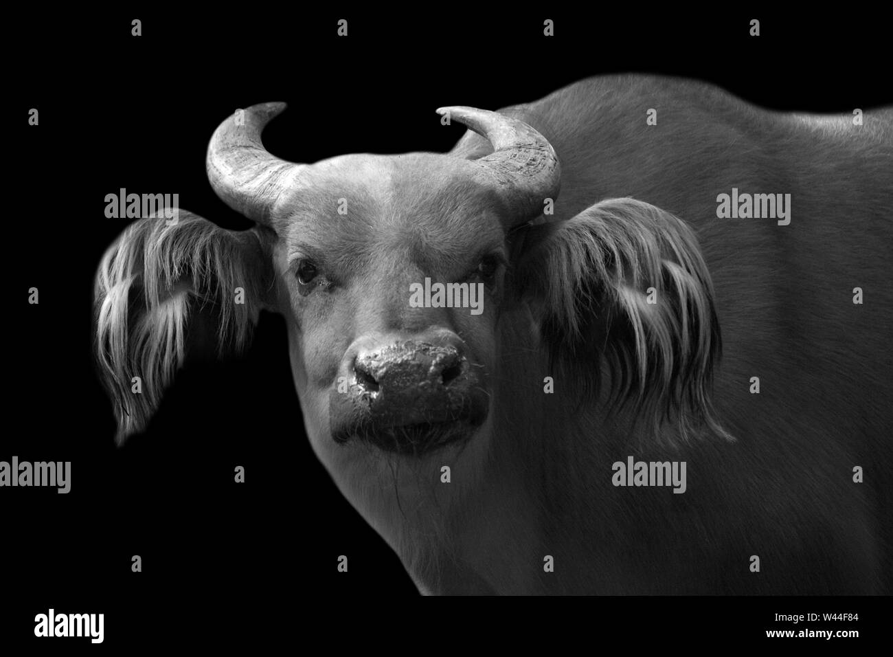 Black Forest Cow High Resolution Stock Photography and Images - Alamy