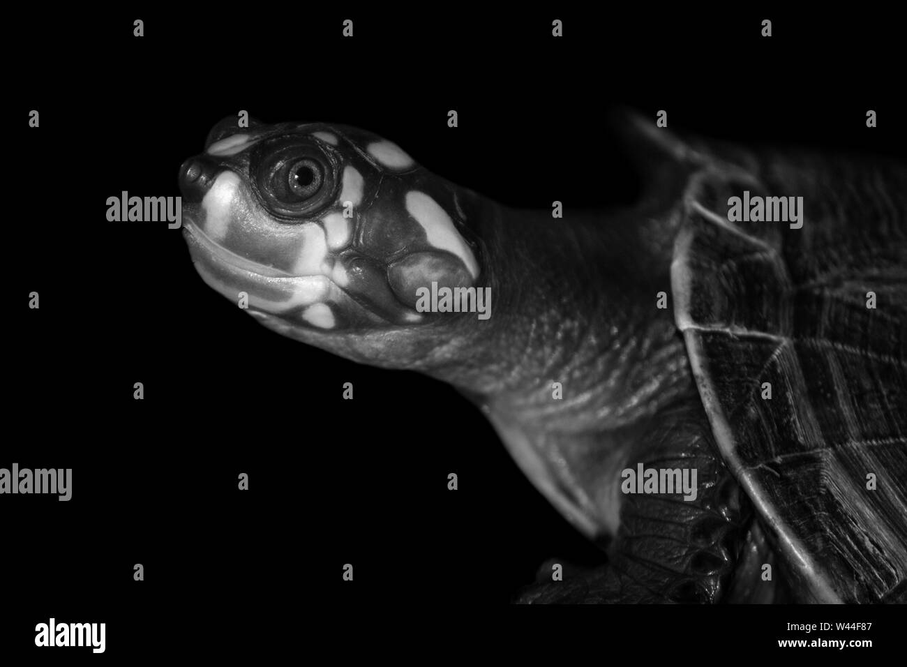 Yellow Spotted River Turtle Podocnemis Unifilis High Resolution Stock ...