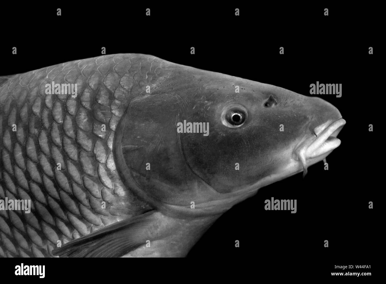 Carp Black and White Stock Photos & Images - Alamy