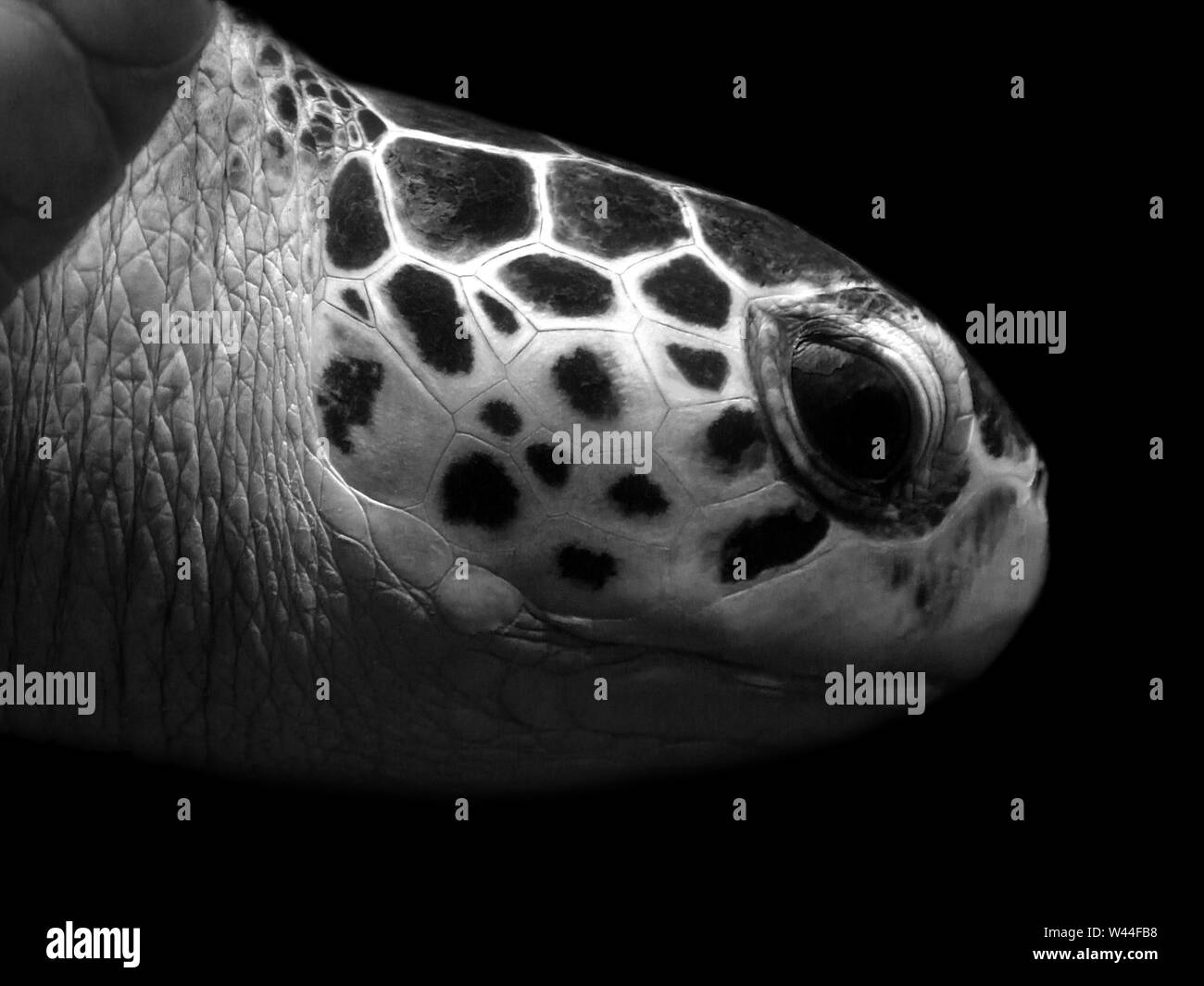 Reptile Photograph High Resolution Stock Photography and Images - Alamy