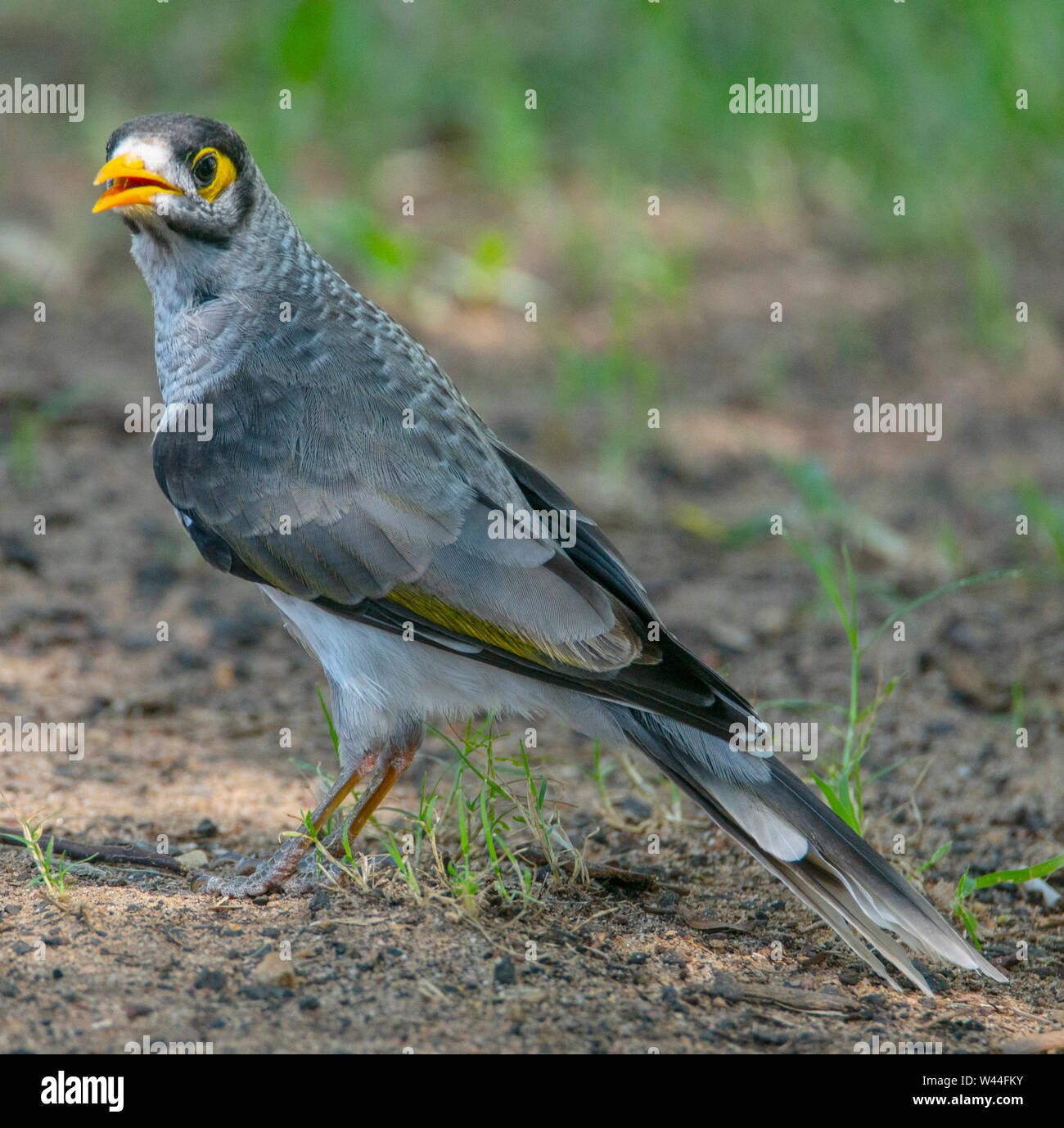 Ground foraging bird hi-res stock photography and images - Alamy