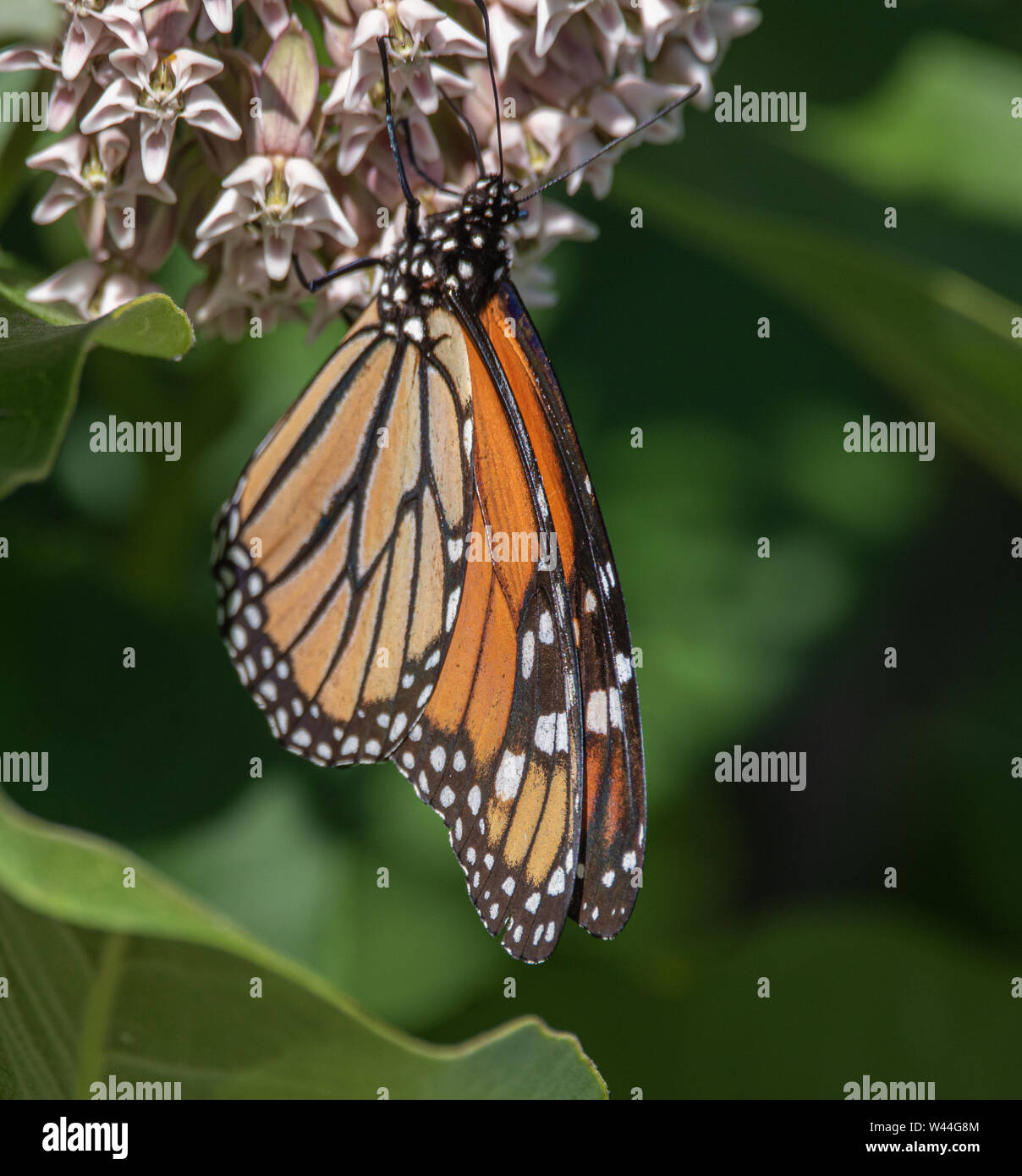 Side view of a monarch butterfly on a milkweed plant in Algonquin Park ...