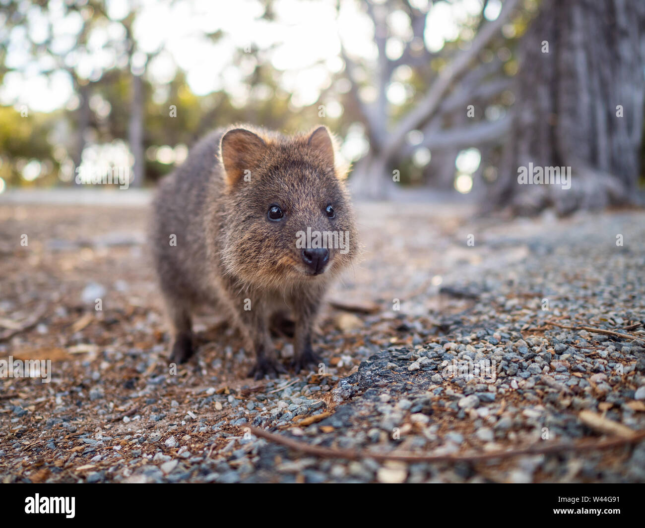 Quokka on Rottnest Island Stock Photo - Alamy