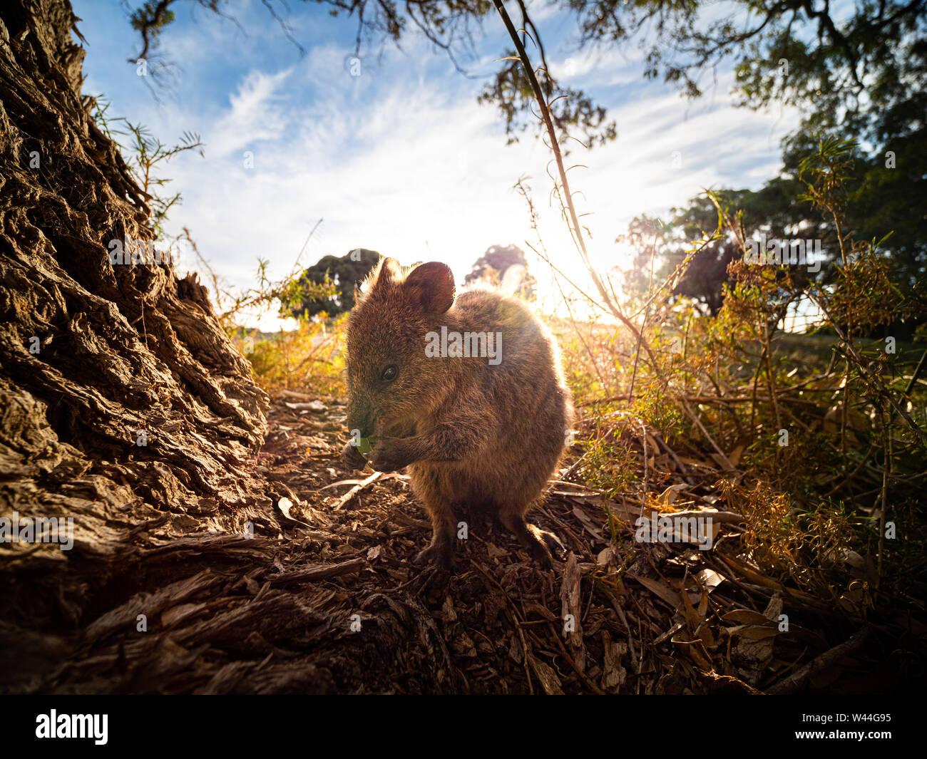 Quokka eating a leaf on Rottnest Island Stock Photo - Alamy