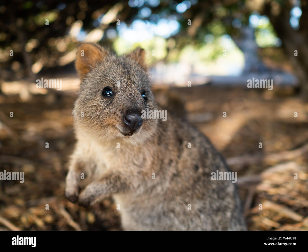 Quokka on Rottnest Island Stock Photo - Alamy