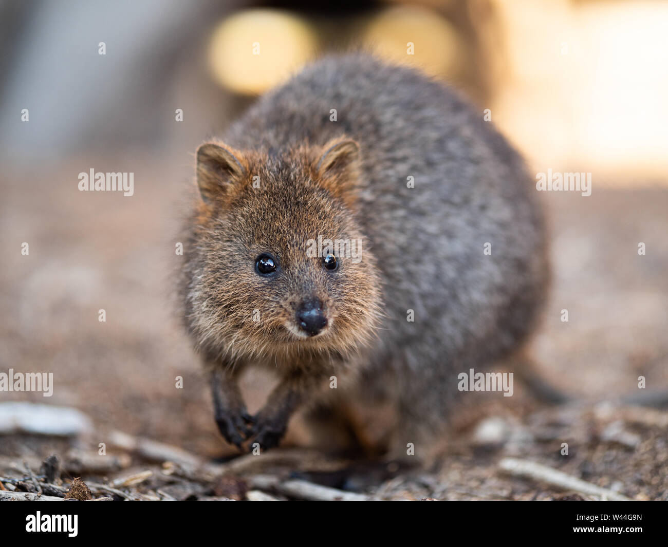 Quokka on Rottnest Island Stock Photo - Alamy