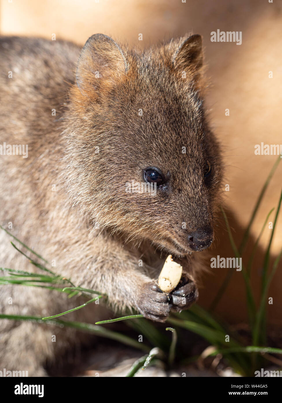 Quokka eating on Rottnest Island Stock Photo - Alamy