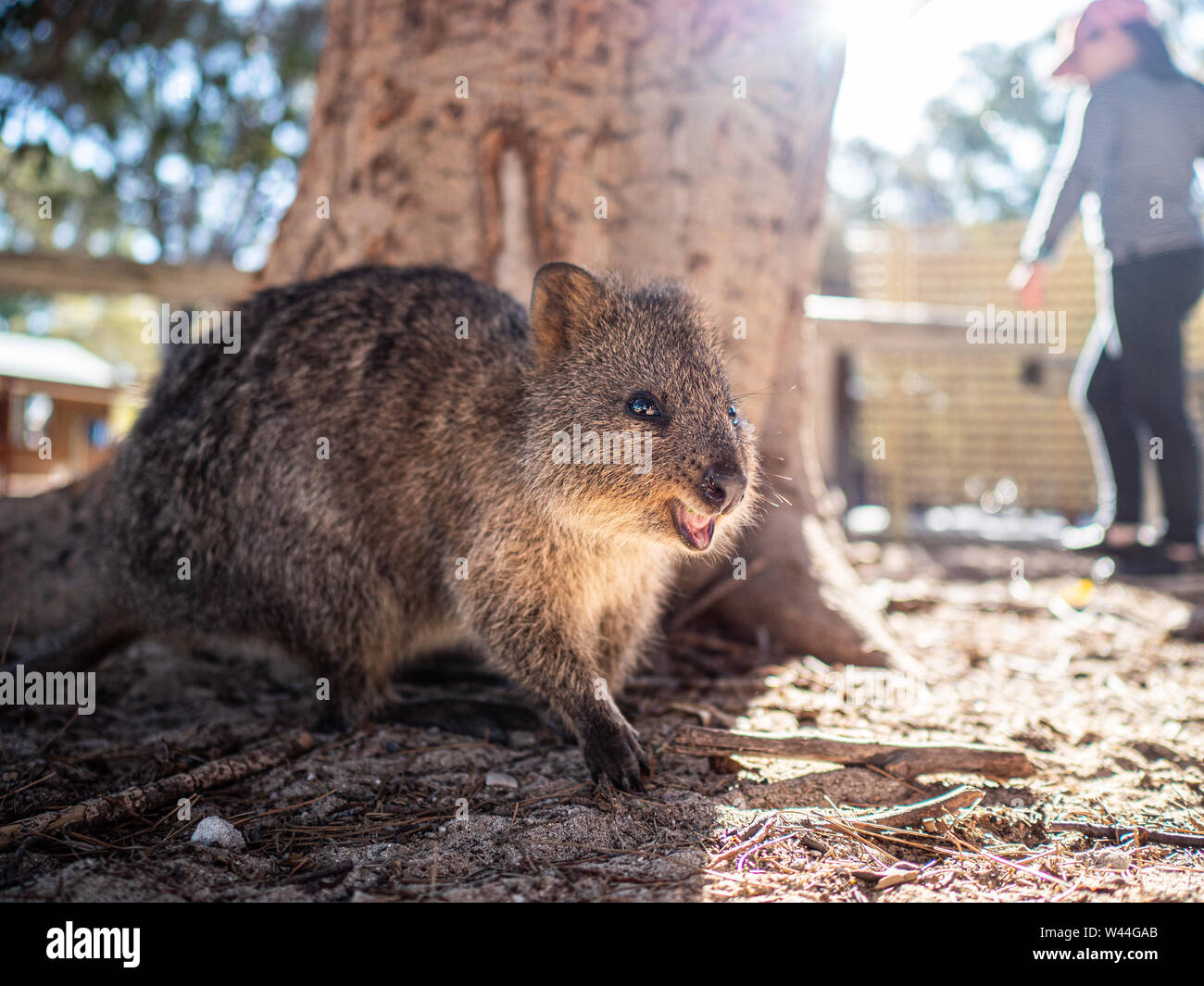 Rottnest island quokka cute hi-res stock photography and images - Alamy
