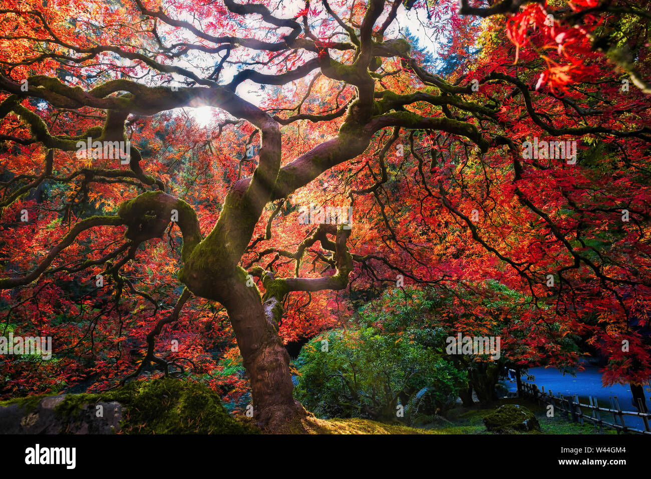 Bright Fall Foliage and Sunburst. Japanese Maple tree Stock Photo - Alamy