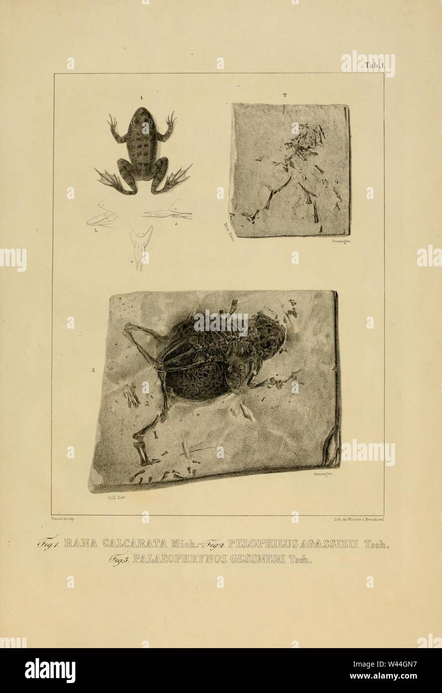 Historical classification hi-res stock photography and images - Alamy