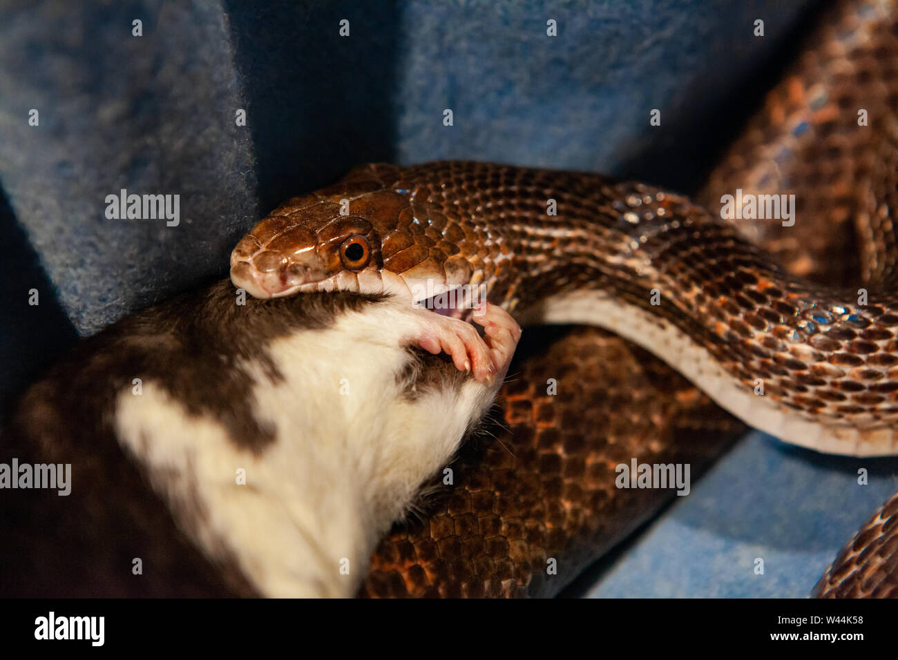 Snake Eating Snake Head