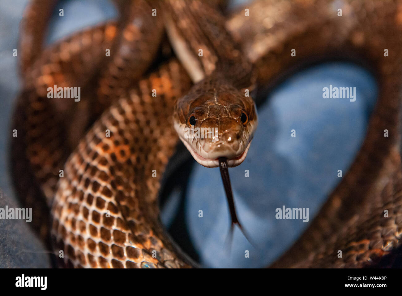 An ominous looking hungry snake is viewed closeup and head on, it's ...