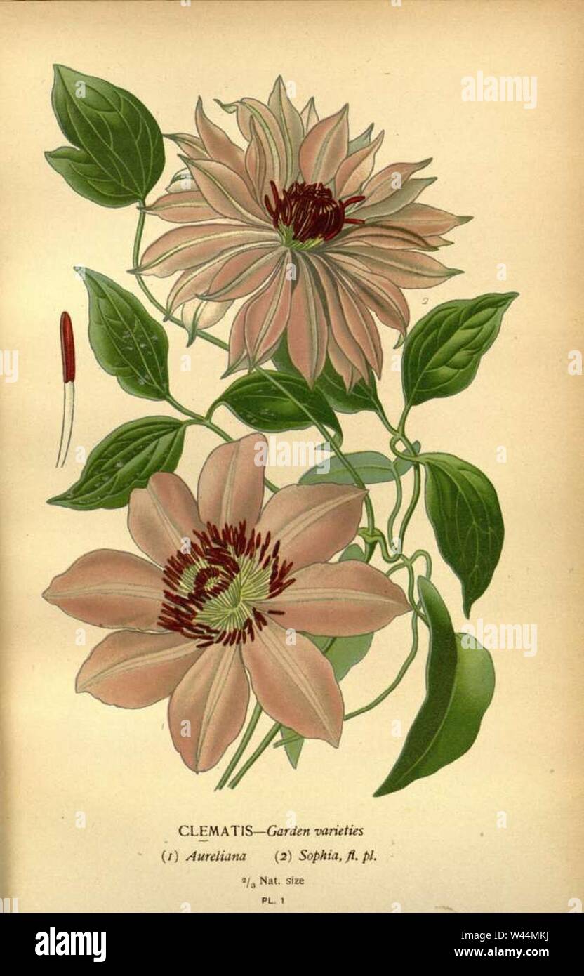 Aureliana hi-res stock photography and images - Alamy