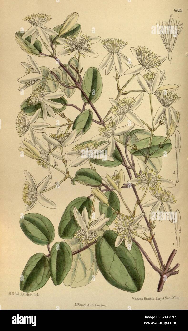Clematis uncinata retusa 141-8633 Stock Photo - Alamy