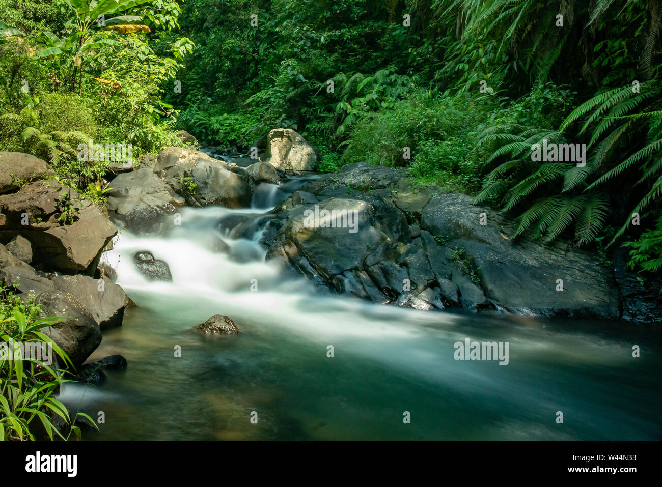 Rapids and tree ferns hi-res stock photography and images - Alamy
