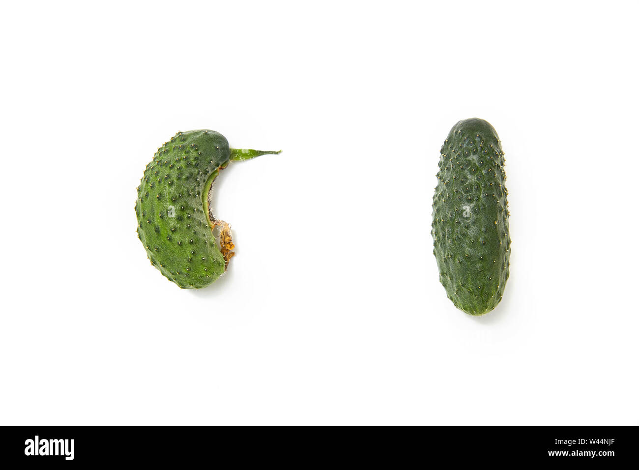 Comparison of a nasty homegrown cucumber with a good one on a white ...