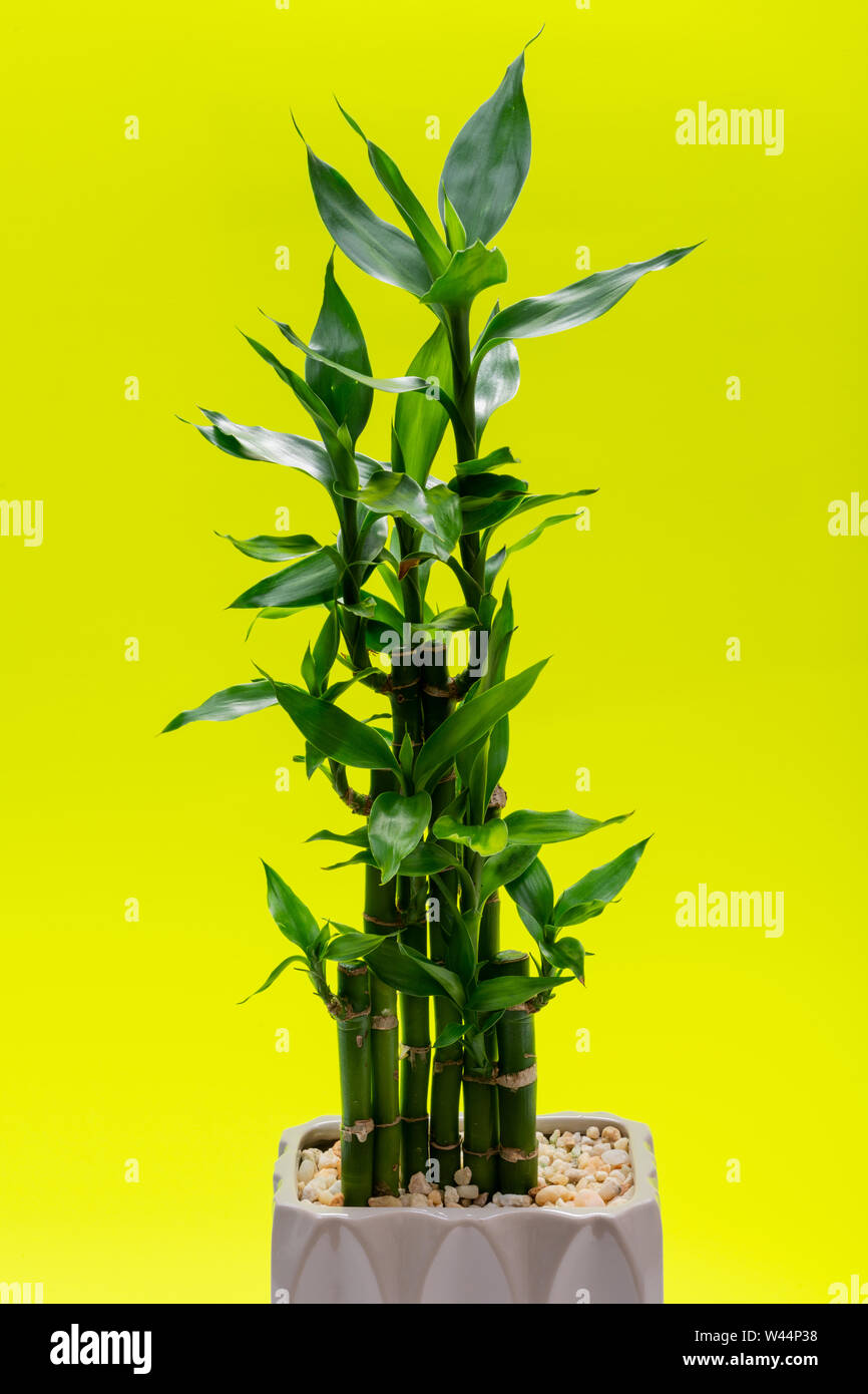 Fresh Green Lucky Bamboo stalks and leaves in ceramic vase on bright ...