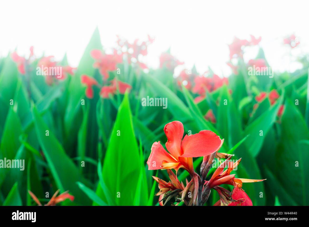 Flower of an thailand shot (tak thailand Stock Photo - Alamy