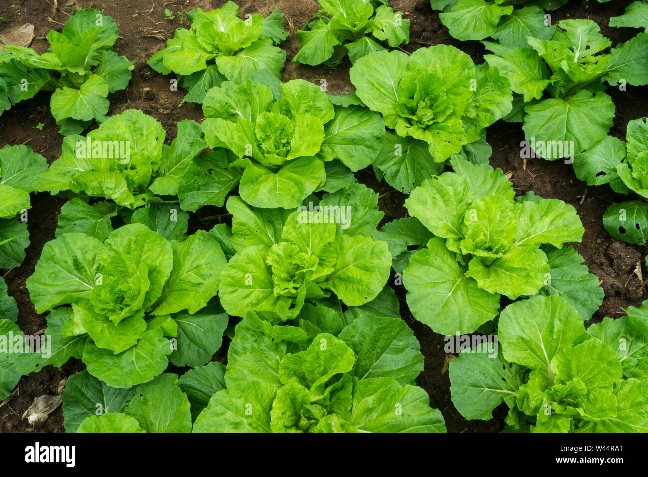 Chinese cabbage is grown in a fully grown vegetable plot,Cabbage ...