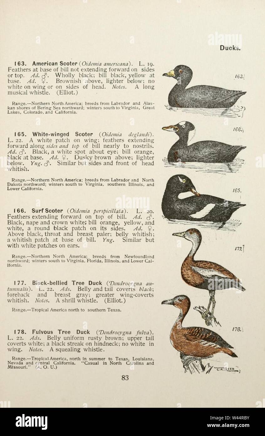 Color key to North American birds (Page 83 Stock Photo - Alamy