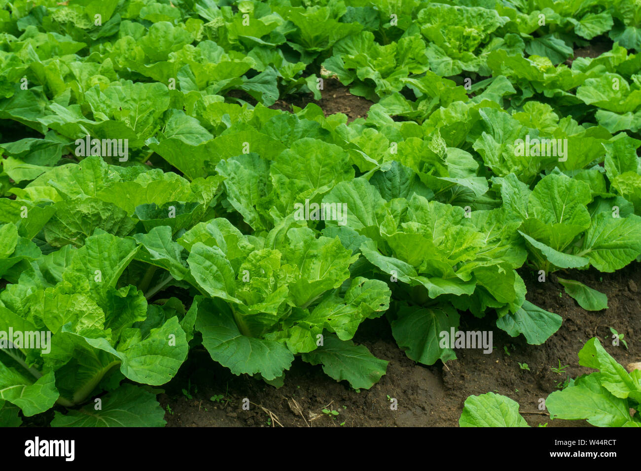 Chinese cabbage is grown in a fully grown vegetable plot,Cabbage ...