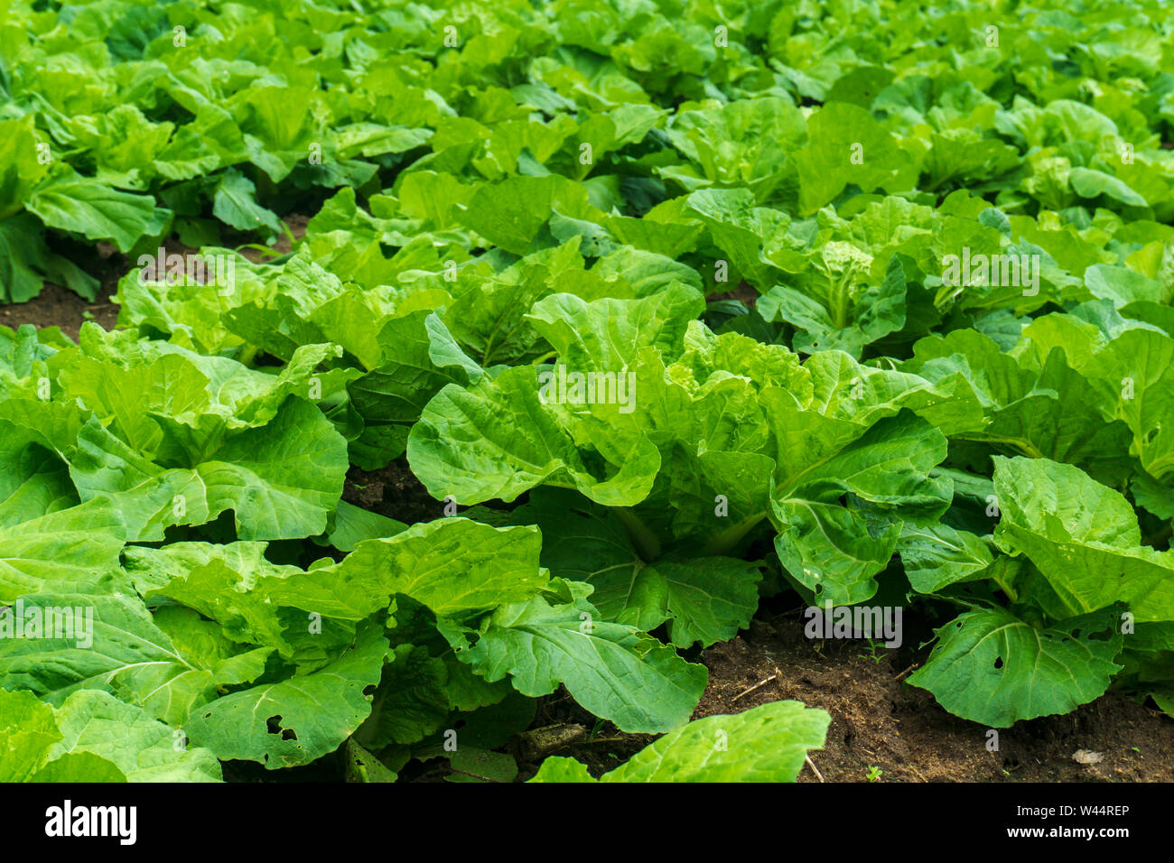 Chinese cabbage is grown in a fully grown vegetable plot,Cabbage ...
