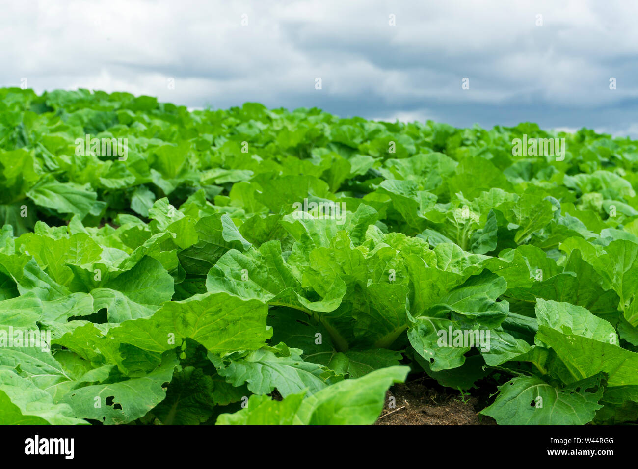 Chinese cabbage is grown in a fully grown vegetable plot,Cabbage ...