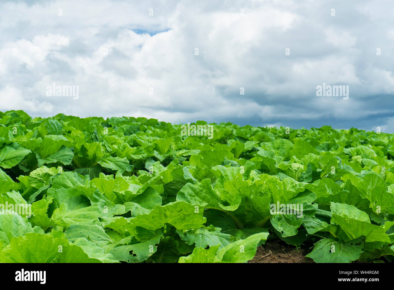 Chinese cabbage is grown in a fully grown vegetable plot,Cabbage ...