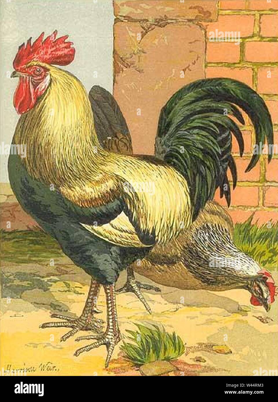 Dorking Chicken High Resolution Stock Photography and Images - Alamy