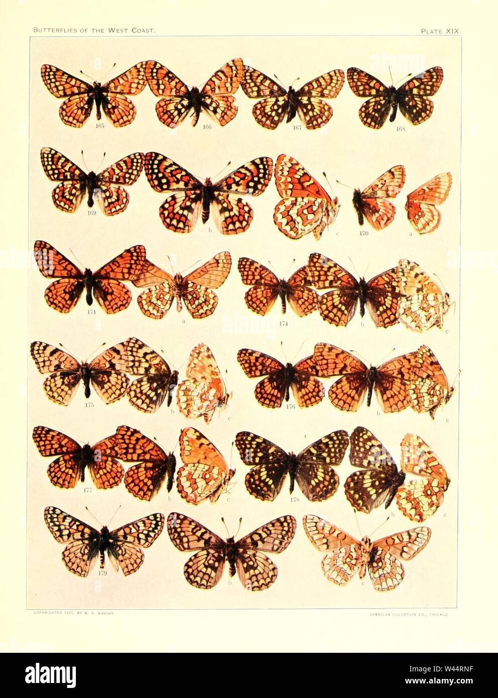 Colored plates of The butterflies of the west coast Stock Photo - Alamy