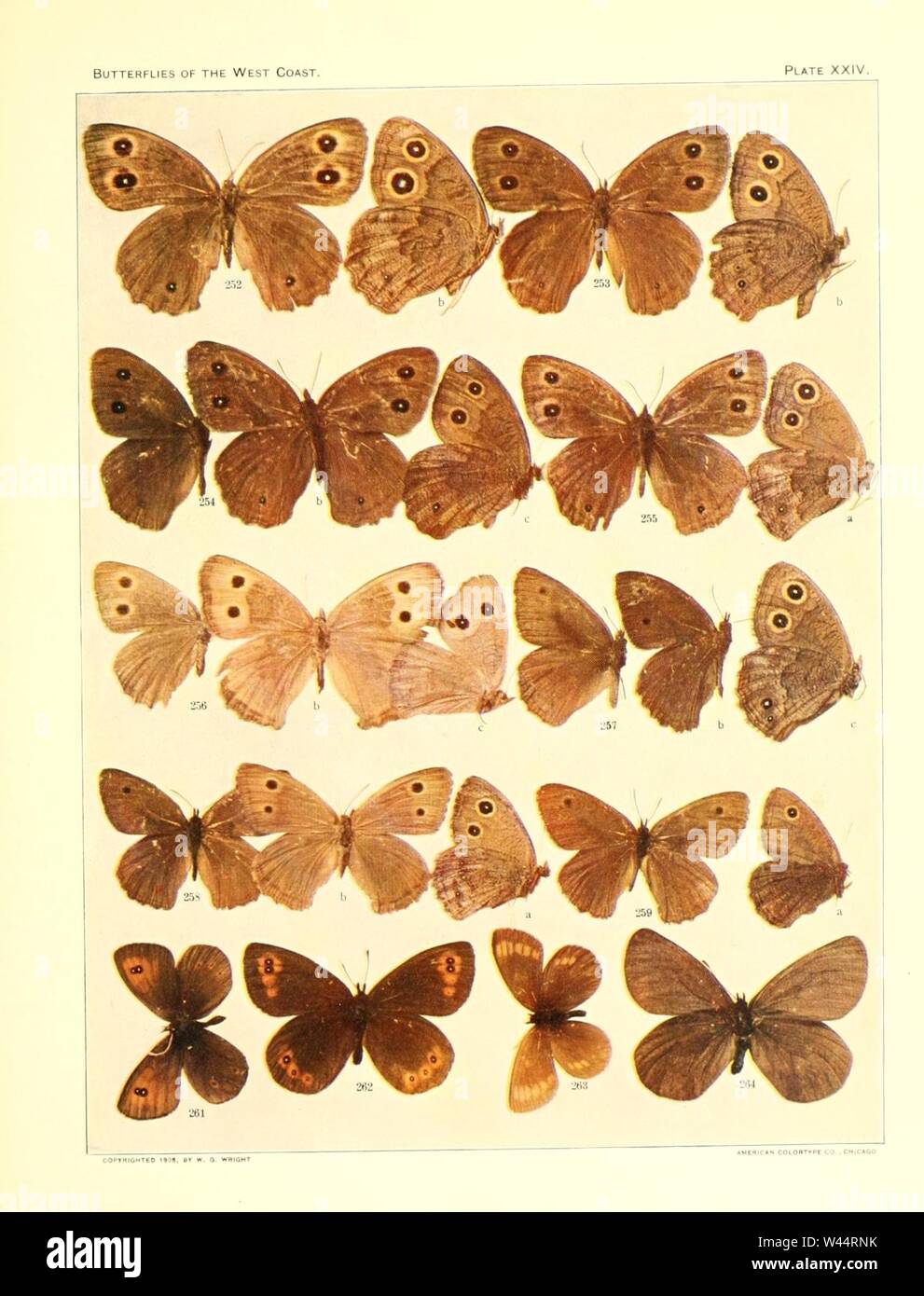 Colored plates of The butterflies of the west coast Stock Photo - Alamy