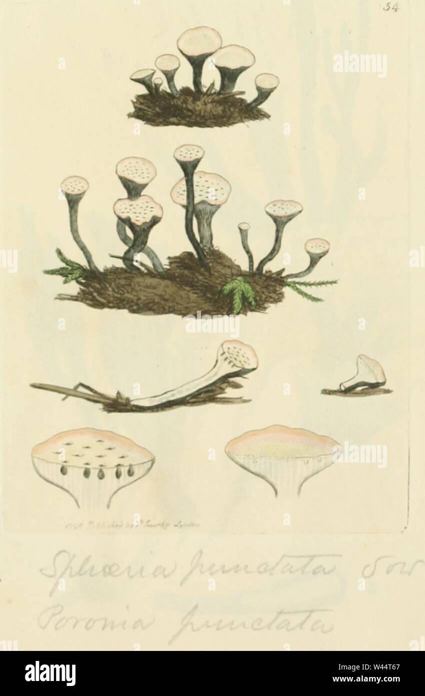 Coloured Figures of English Fungi or Mushrooms - t. 54 Stock Photo - Alamy