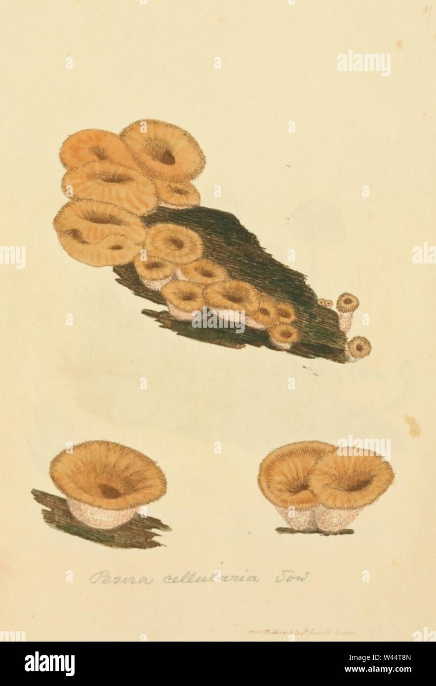 Coloured Figures of English Fungi or Mushrooms - t. 91 Stock Photo - Alamy