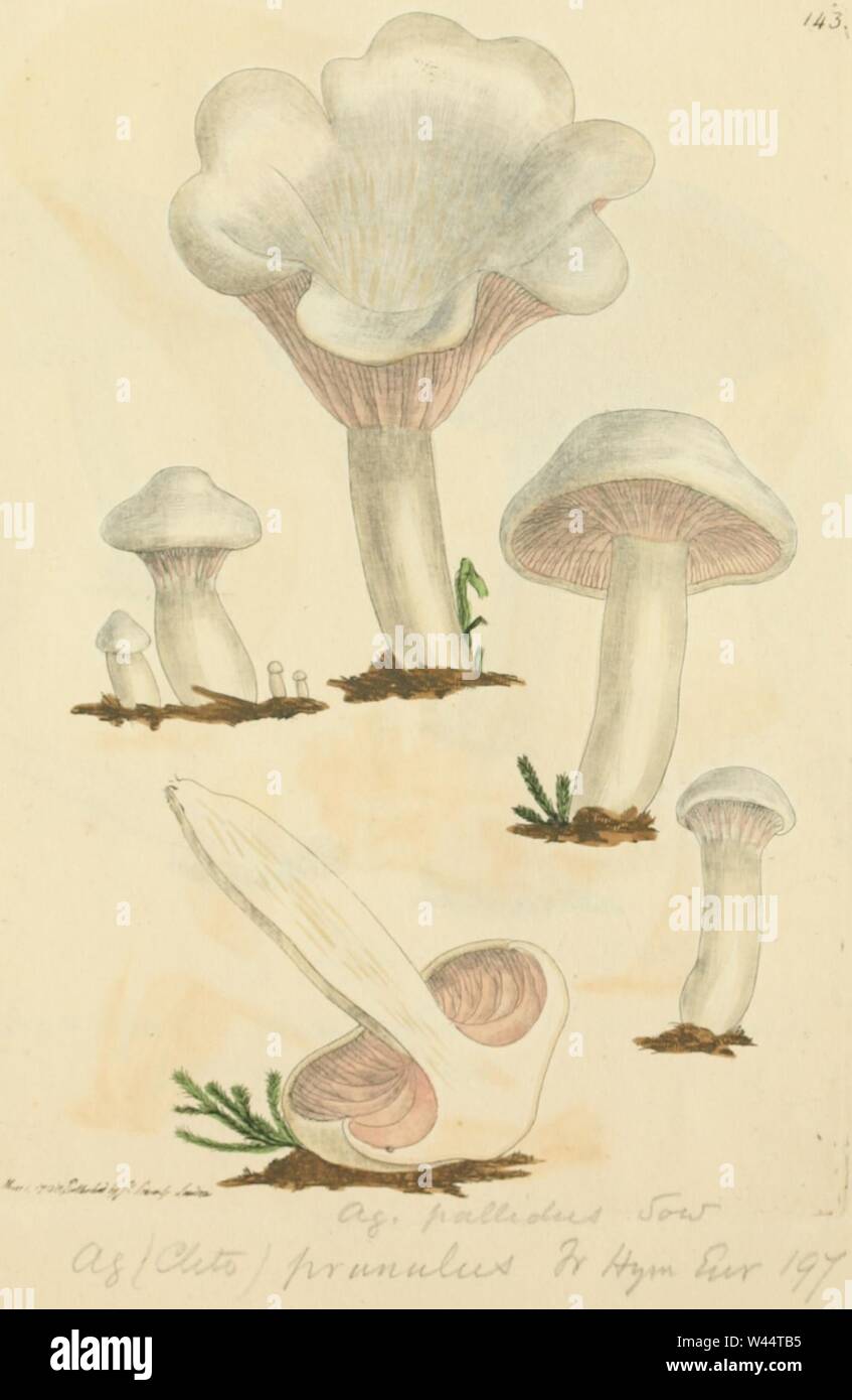 Coloured Figures of English Fungi or Mushrooms - t. 143 Stock Photo - Alamy