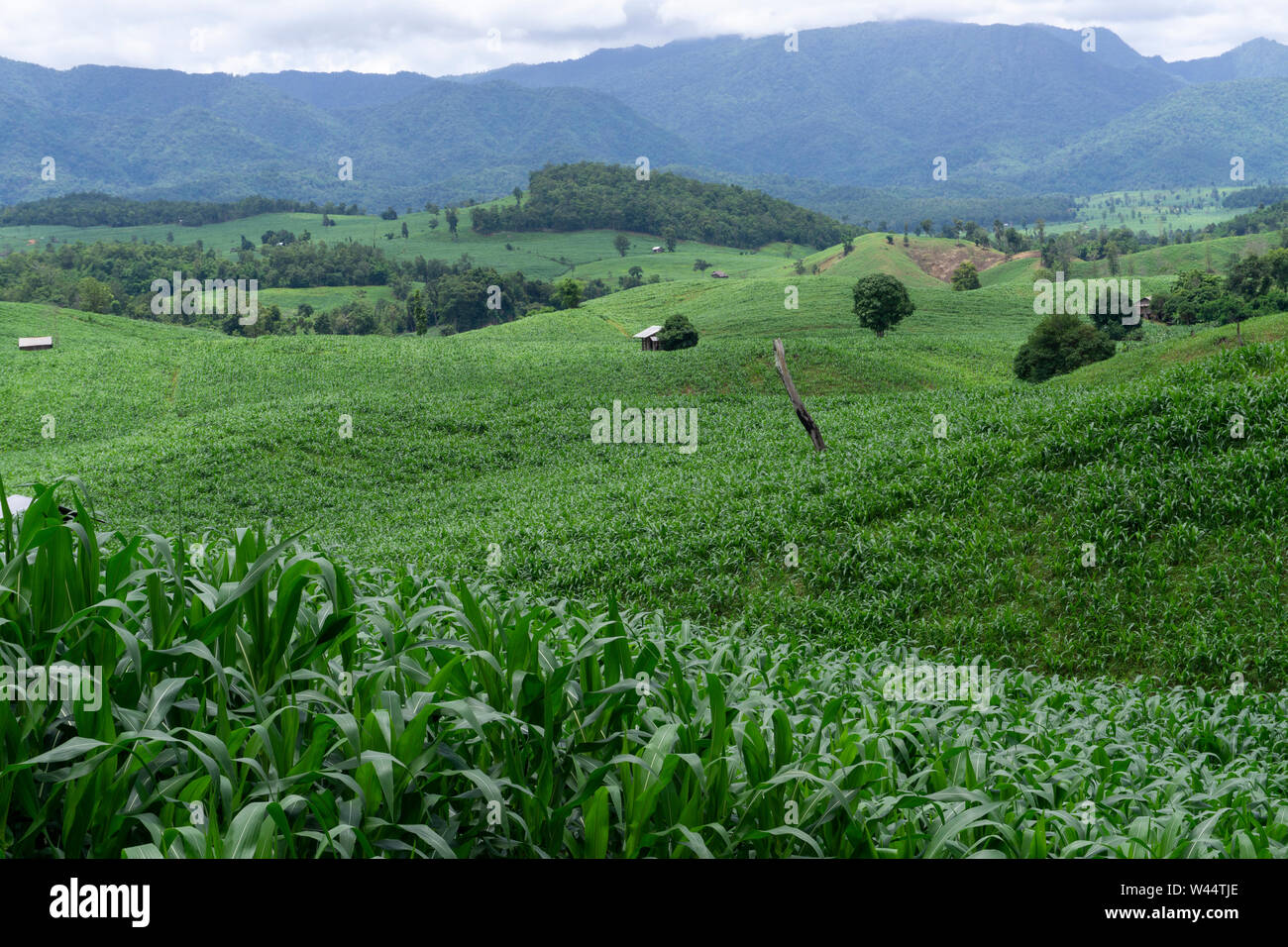 Corn fields growing in the mountains in the rainy season Stock Photo ...