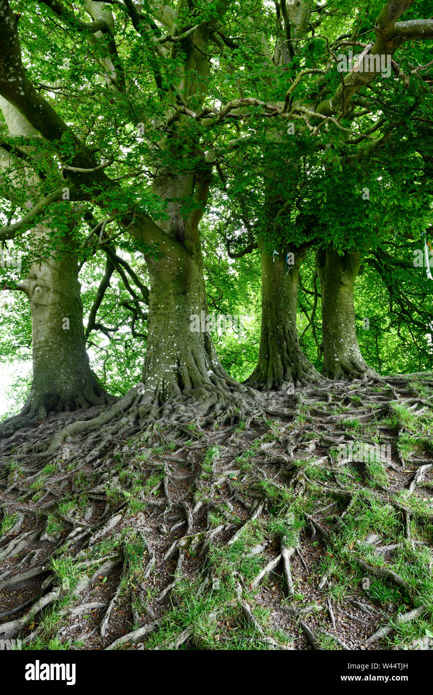 Four old Beech trees etched with names and exposed roots at the site of ...