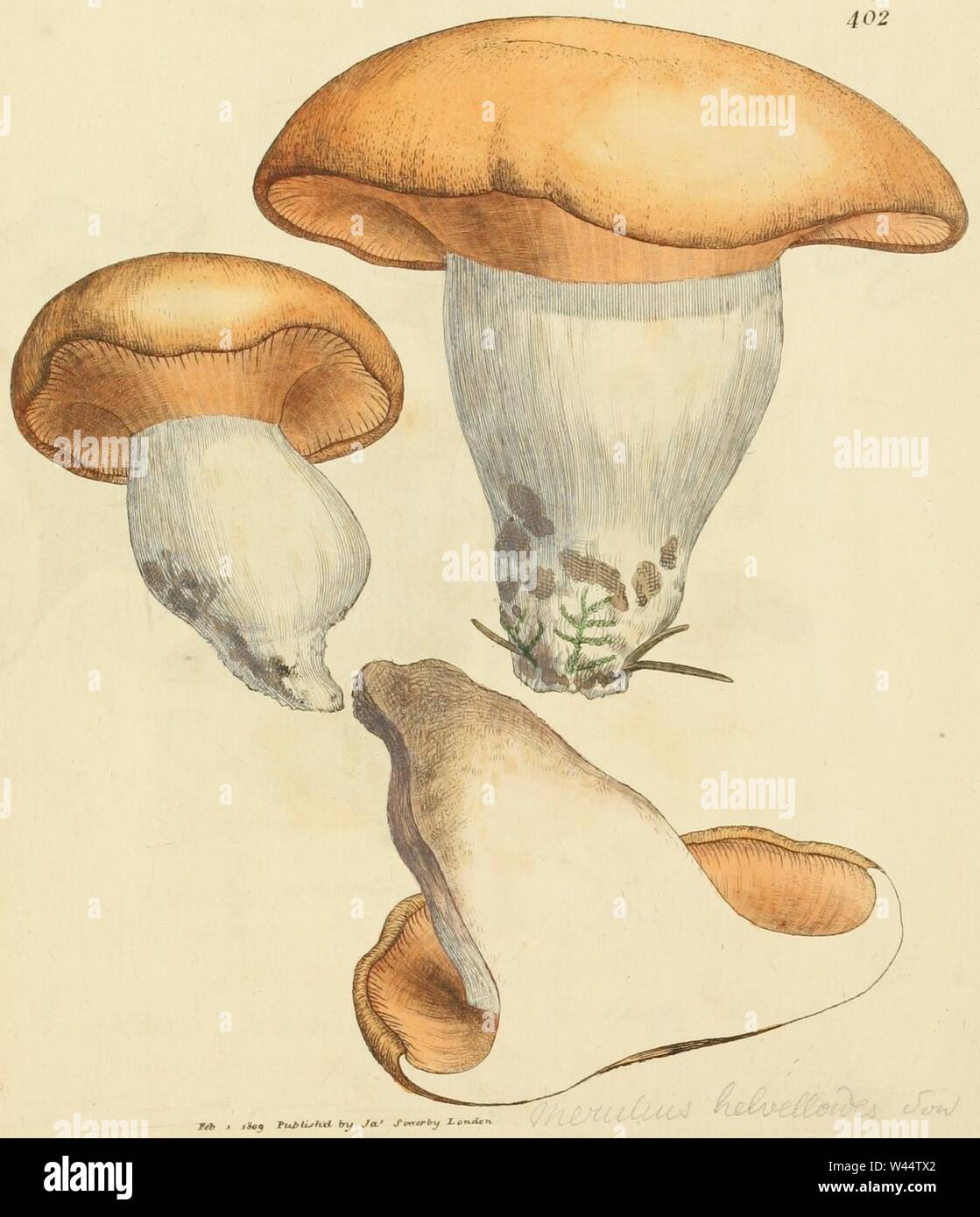 Coloured Figures of English Fungi or Mushrooms - t. 402 Stock Photo - Alamy